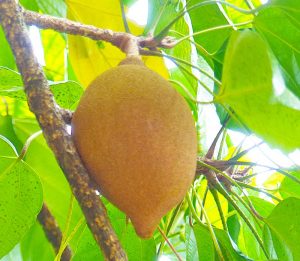 What is Buah Keluak in traditional Peranakan Cuisine? - PickMe