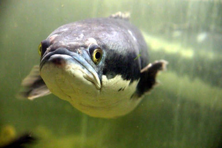 6 Health Benefits of Toman Fish, also known as Giant Snakehead Fish ...